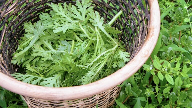 What’s the difference between “Shungiku” and “Shinjuku”? | JAPANESQUE CAFÉ